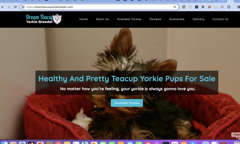 Dreamteacupyorkiebreeder.com | Dreamteacupyorkiebreeder@gmail.com | 1 ...